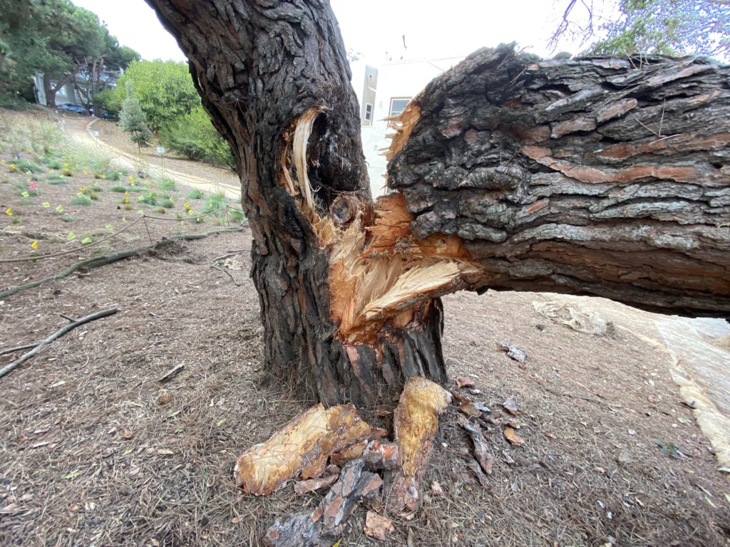 Massive tree limb comes down with a thud