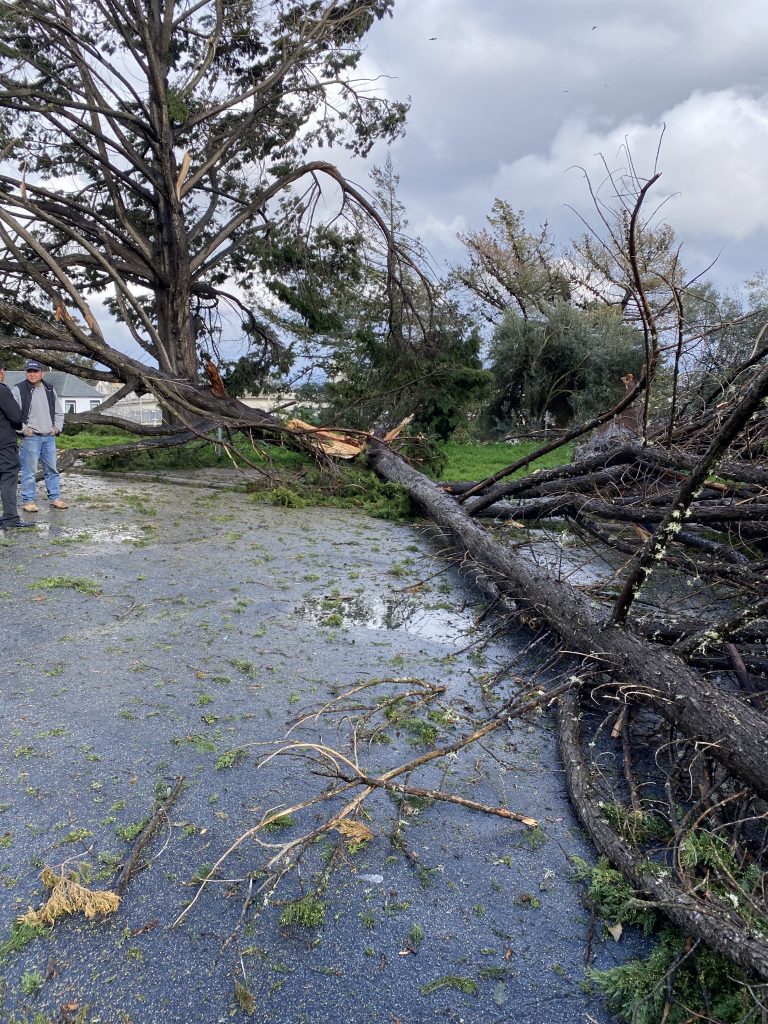 Fallen tree knocks out power on Arlington Street