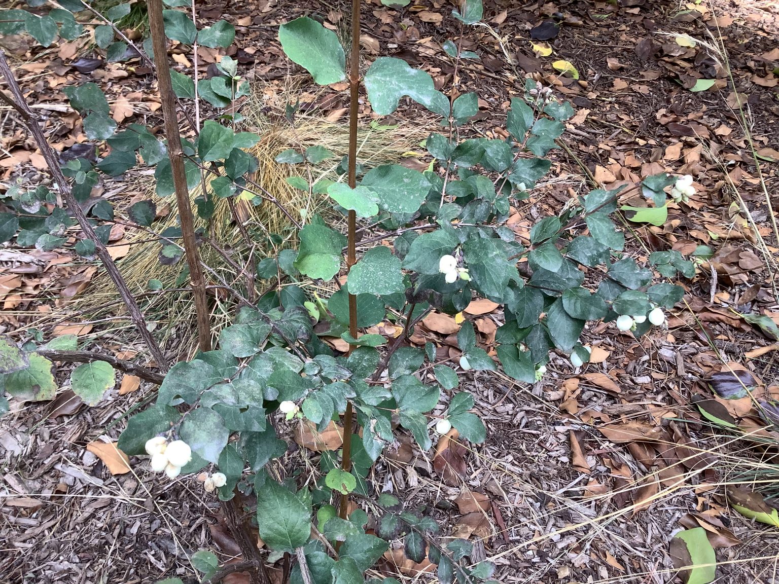 Autumn blooms on the Greenway